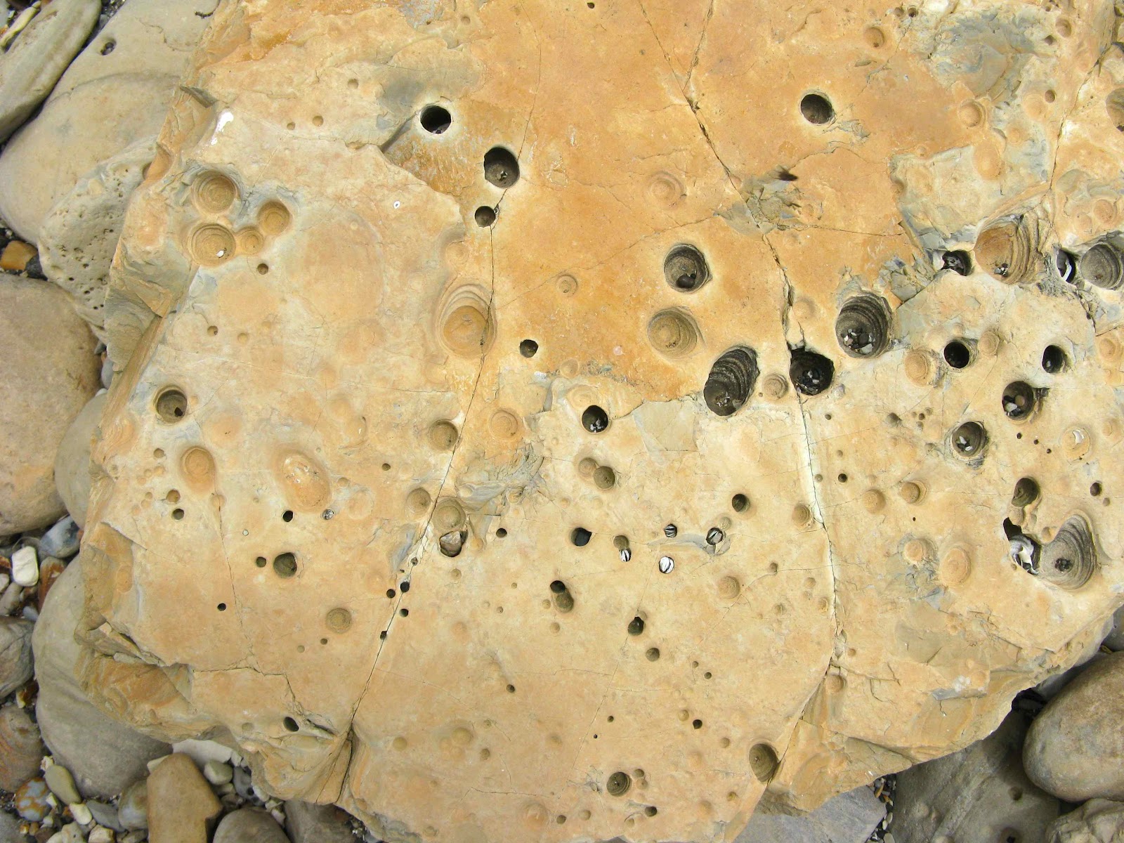 In the Company of Plants and Rocks: tafoni #3