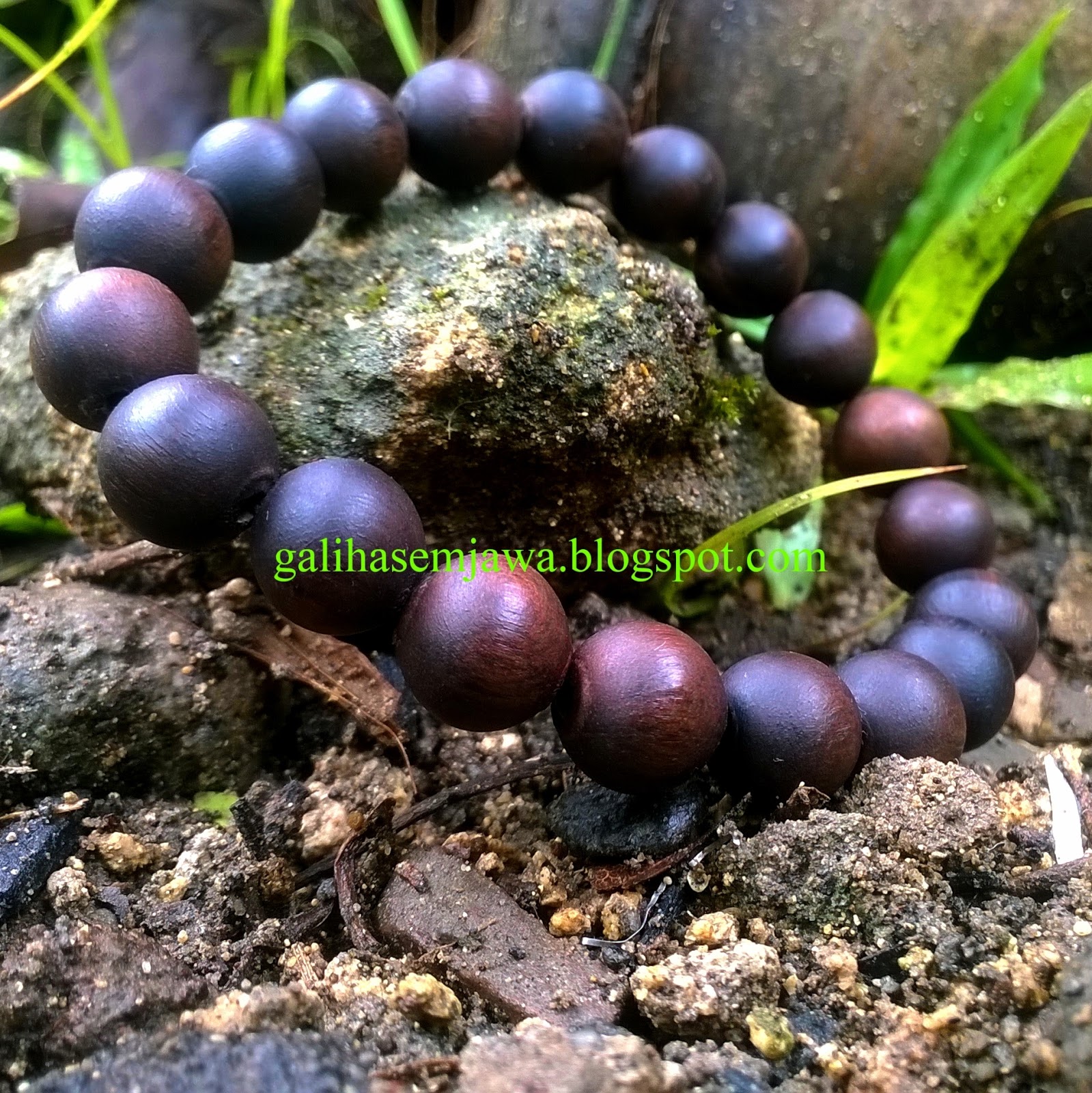 GALIH KAYU SULASTRI ( CALOPHYLLUM SOULATTRI BURM . F )