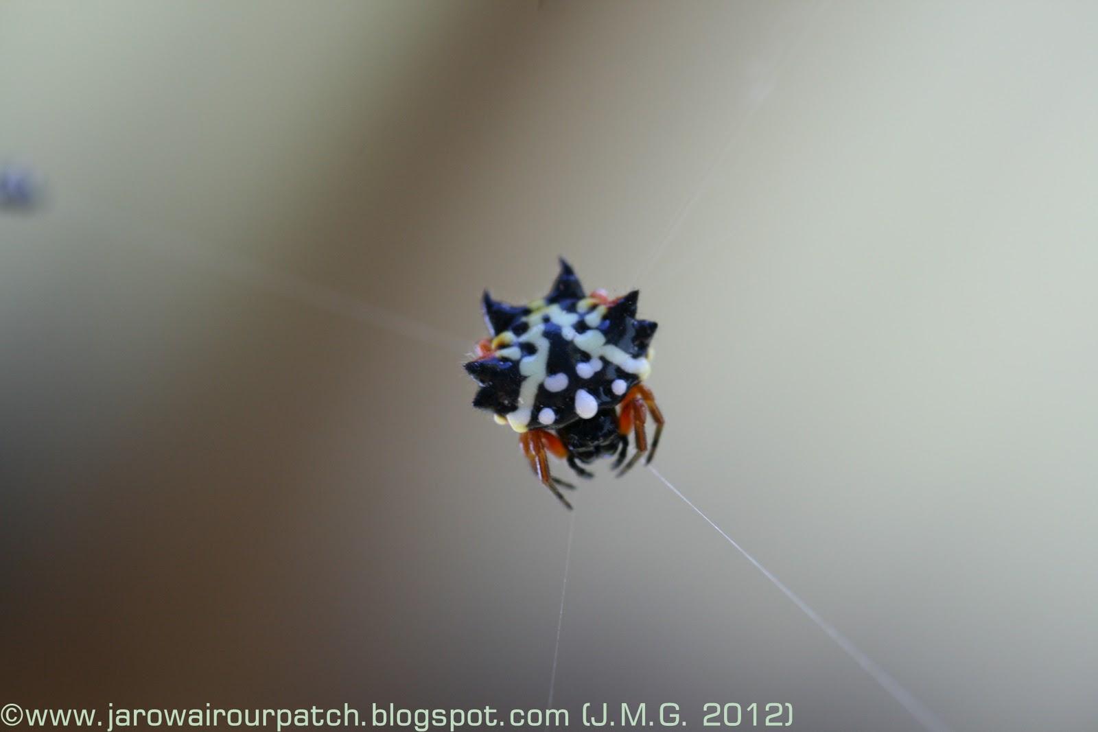 Jewel Spider 04/01/12