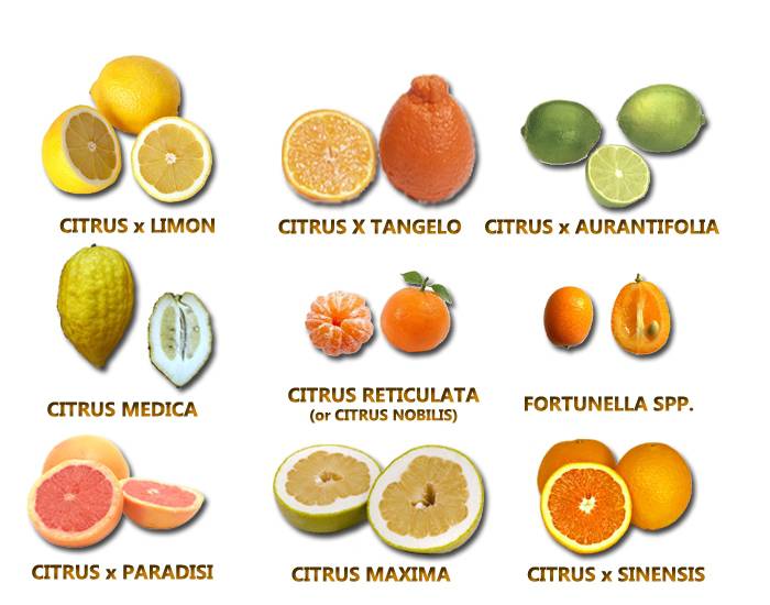 Citrus Family Tree at Mark Ferretti blog