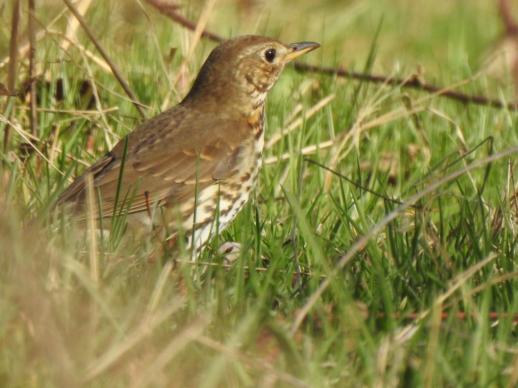 PASARI DIN ROMANIA: STURZ CANTATOR, Turdus philomelos