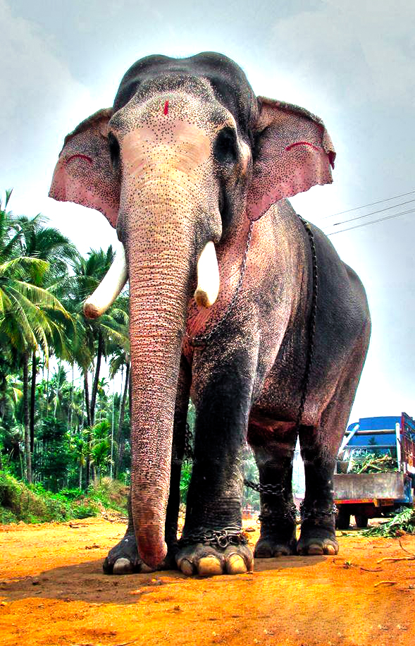 Kuttankulangara Arjunan - Kerala Elephant
