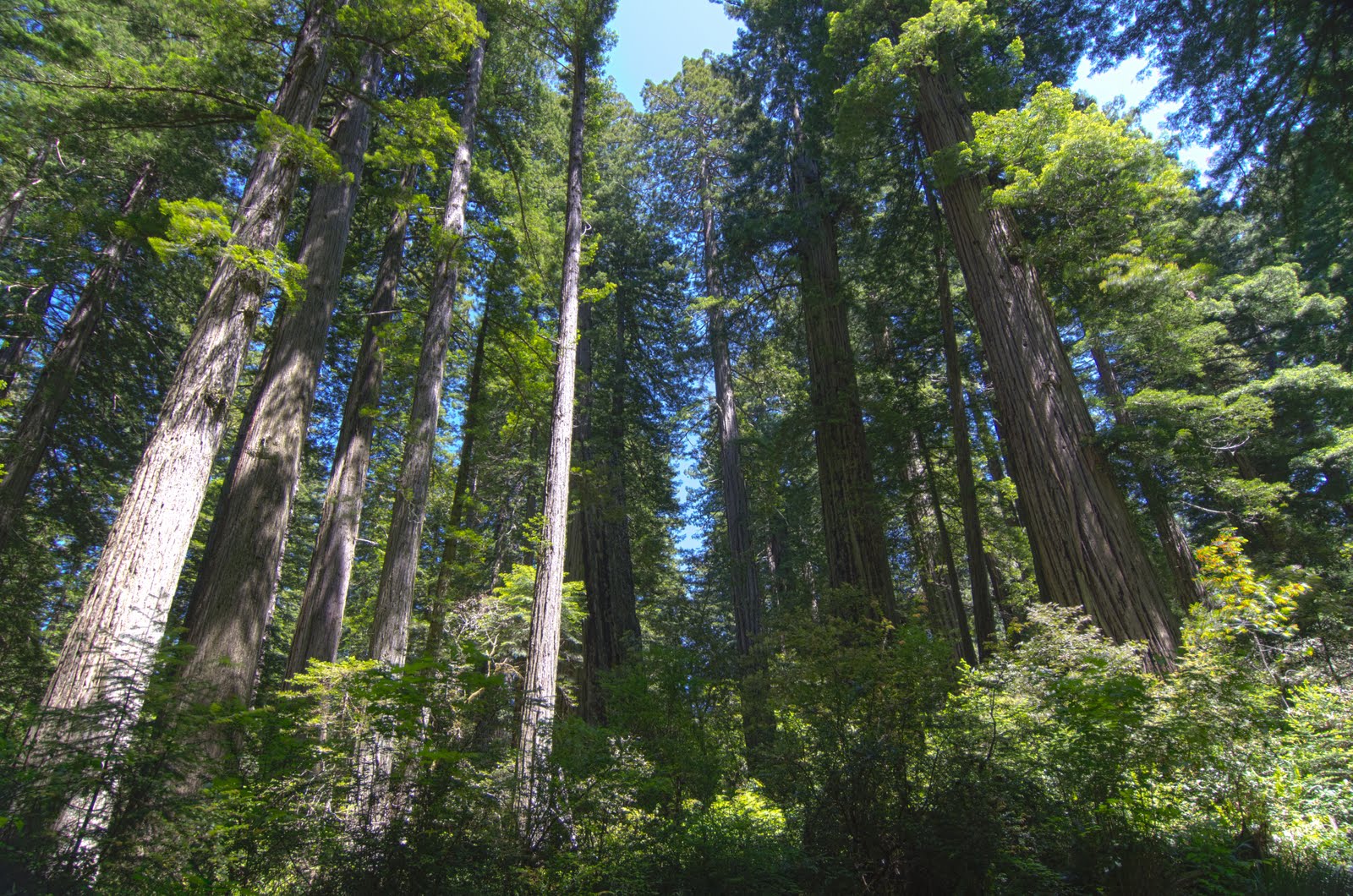 duewest2011: Northern California Coast & Redwood National Forest