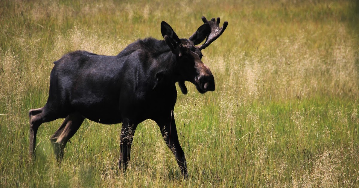 To Behold the Beauty: A Moose and a Sunset