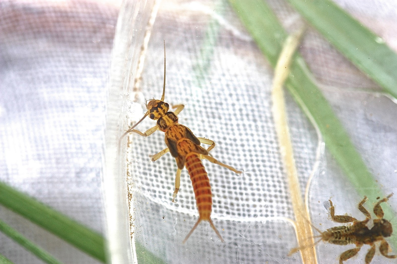 Aquatic Insects of Central Virginia: And another new species at Buck Mt ...