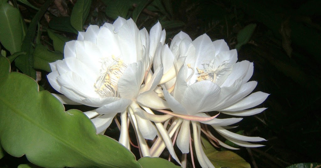 True Love's Journey: The Kadupul Flower