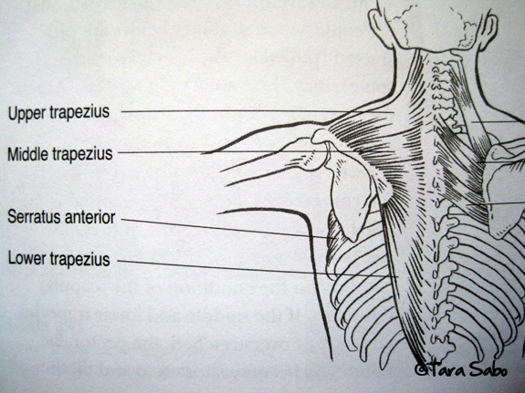 A Daily Dose of Fit: A pain in my neck...and back.