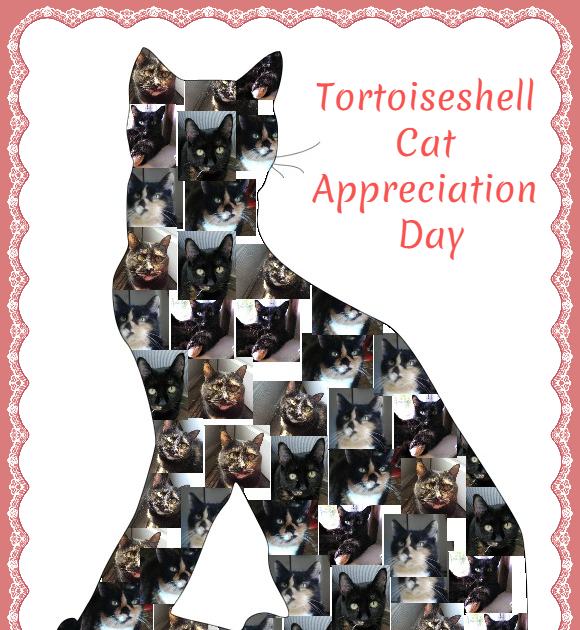 Melissa's Mochas, Mysteries and Meows: Tortoiseshell Cat Appreciation ...