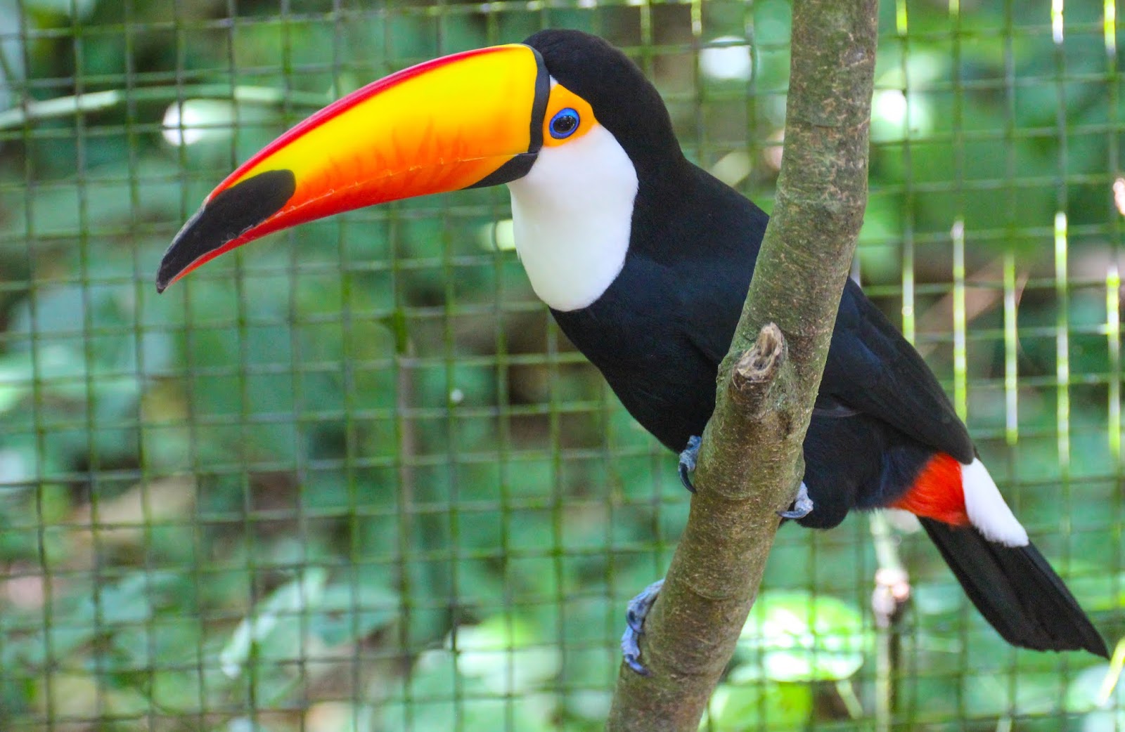 Cannundrums: Toco Toucan