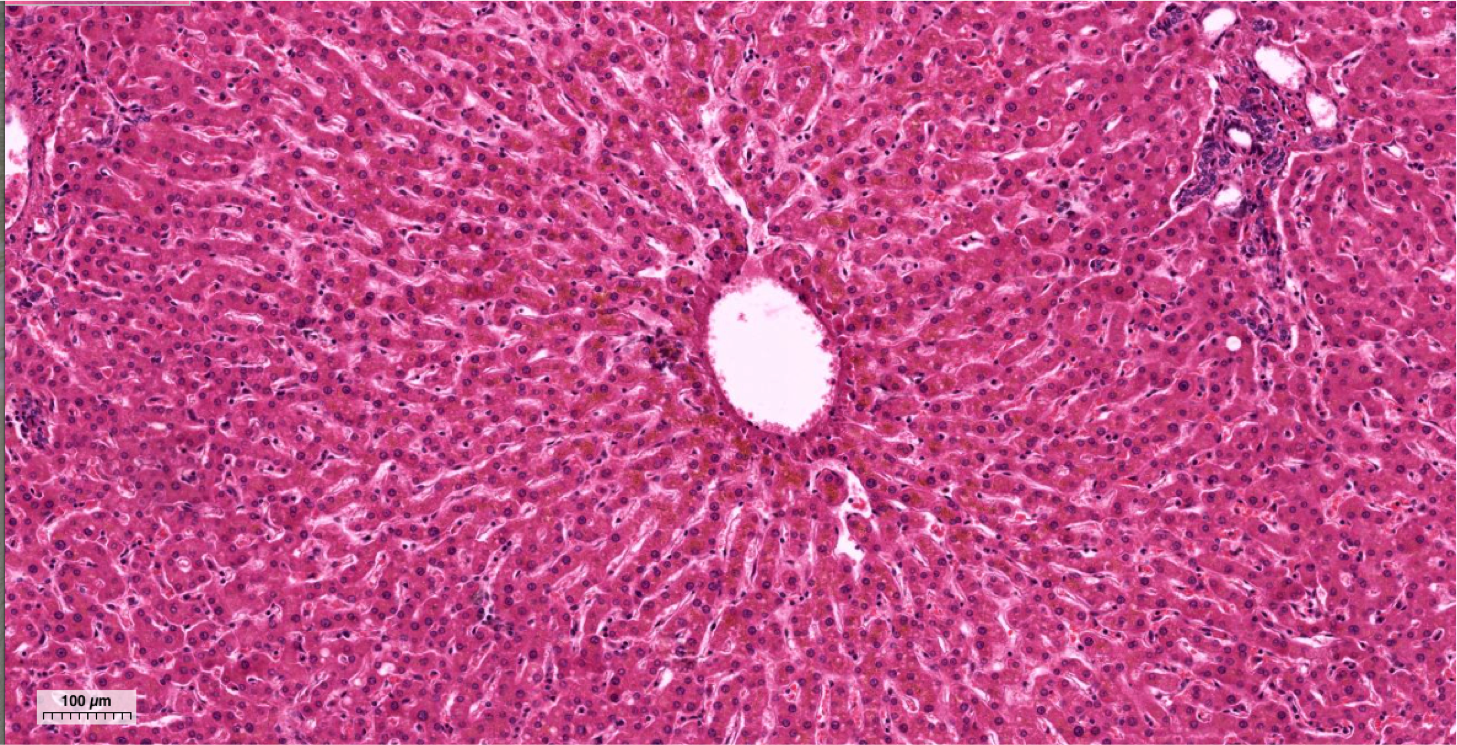 Atlas virtual de histologia e patologia: Março 2017