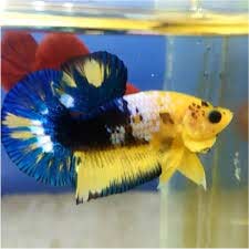 Ikan Cupang Fancy dan Jenisnya