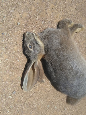 Stories from Blue Hill Escape: Finding Riverine Rabbits