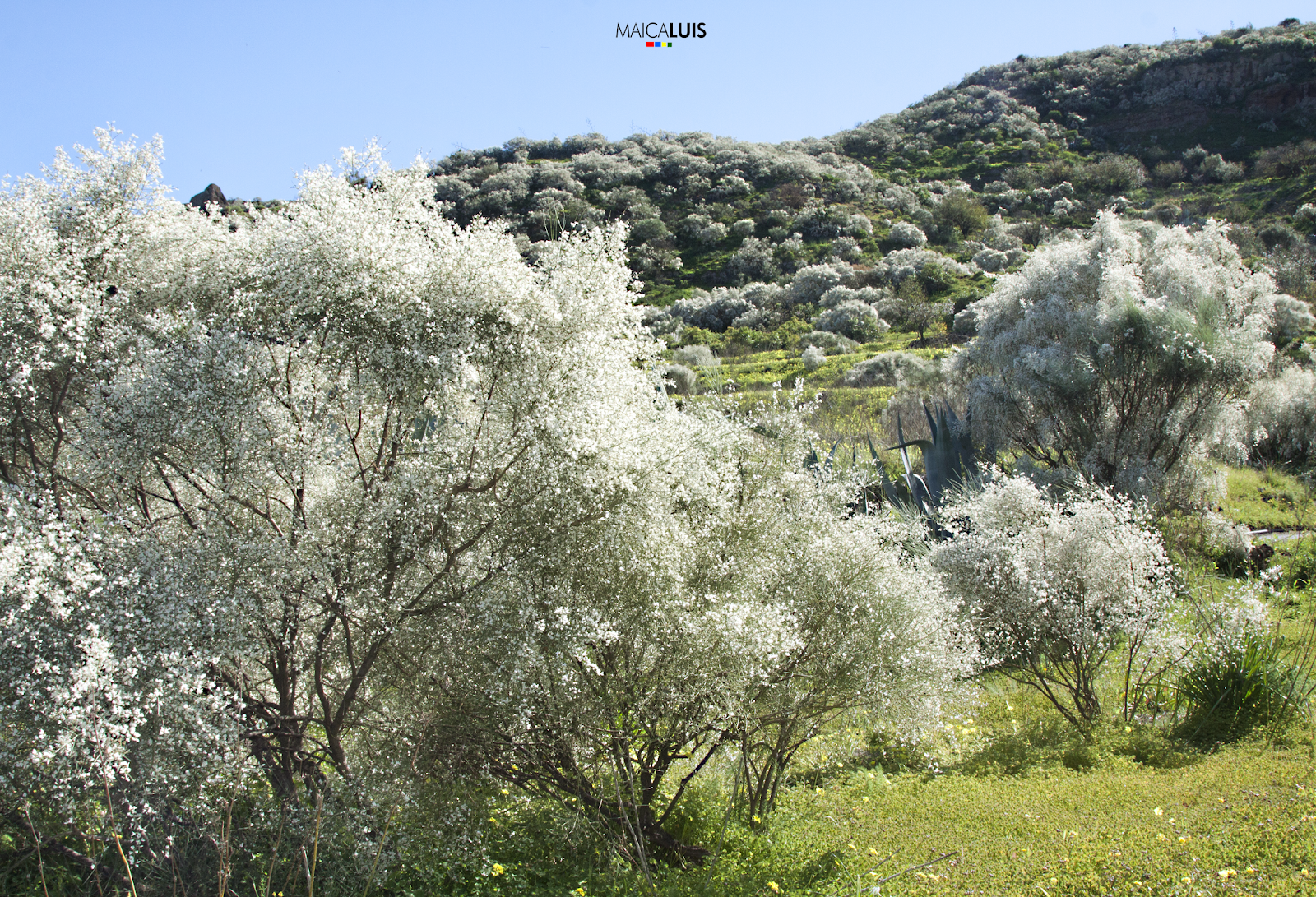 MAICA LUIS Fotos: Retama blanca canaria, retama costera o retamón.