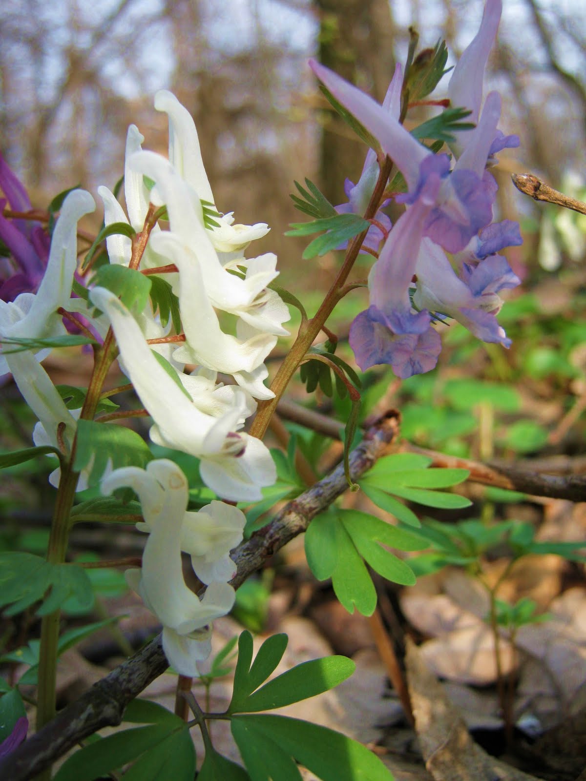 Country inside: Cocoşul de la mânăstirea Cocoşu ~02.Aprilie 2011~