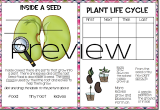 1st Grade Hip Hip Hooray!: Plants..."Growing" our knowledge of plants!