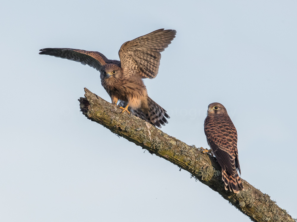Colyton Wildlife: Kestrels and a Kite