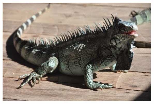 Quase Tudo 3: Músicas, Filmes, Vídeos, Futebol e etc.: ANIMAIS EM GERAL ...