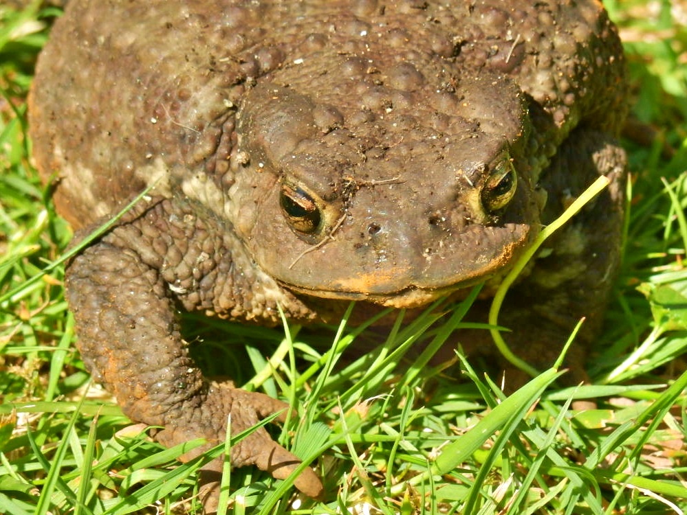 Mike's Cornwall: The Story of the Toad, the Squirrel and the Slow Worm