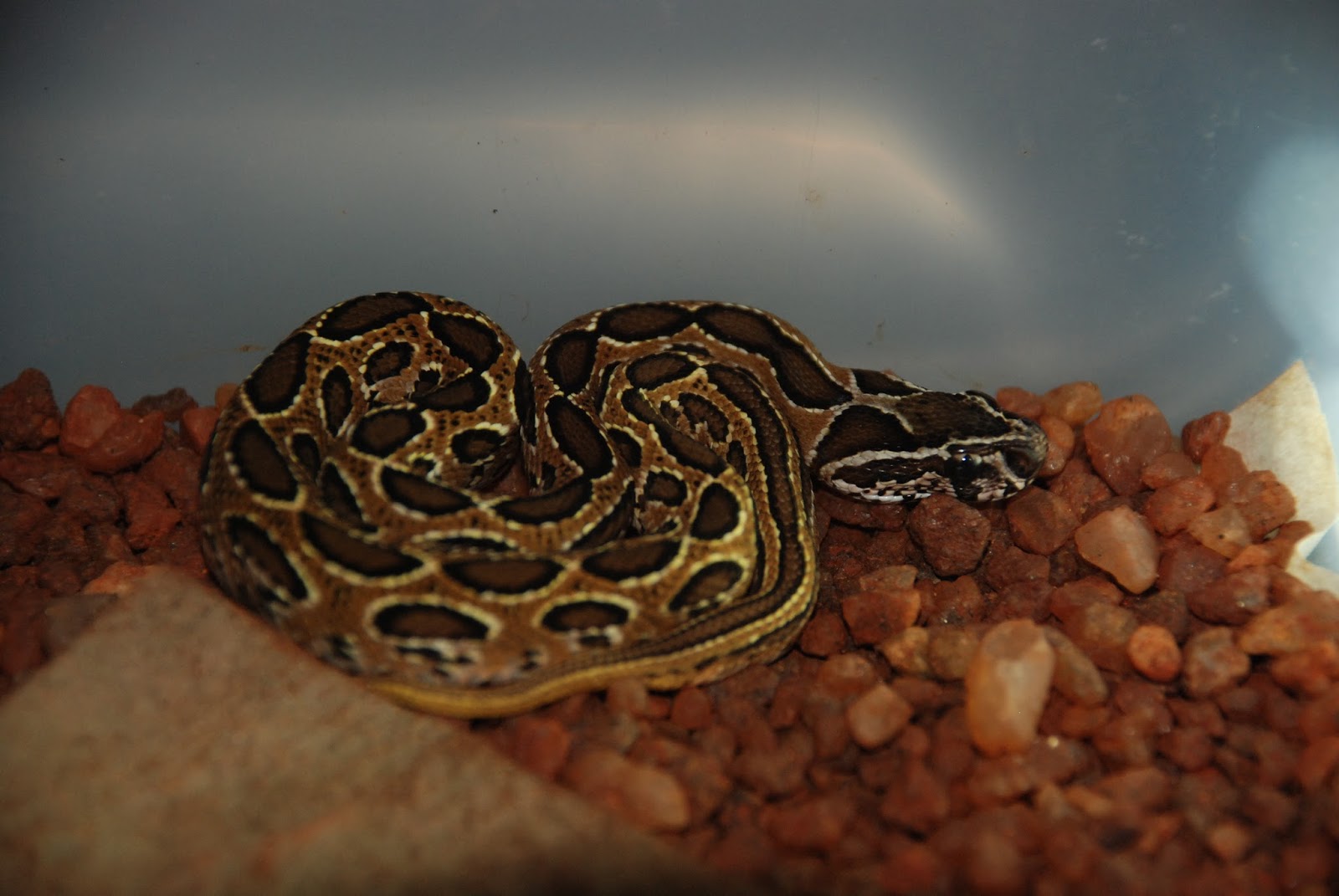 The Frog Prince: Captive Care of the Russell's Viper (Daboia russelii)