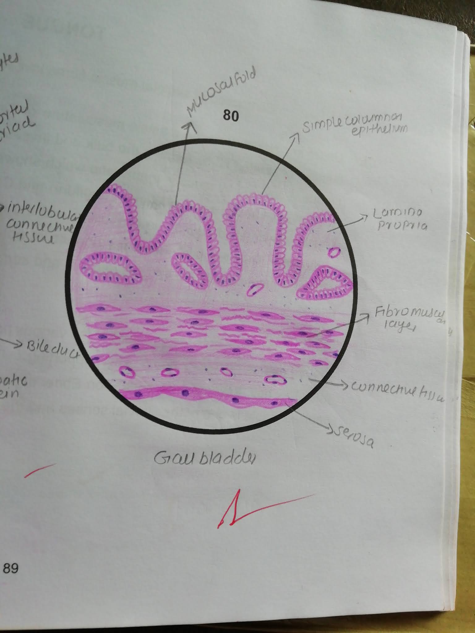 Histology of Gallbladder