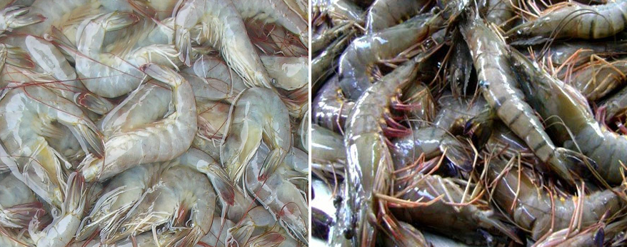 Crevette, un plaisir au goût amer