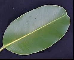 Hoja Oblonga (oblongus) - Botánica integra