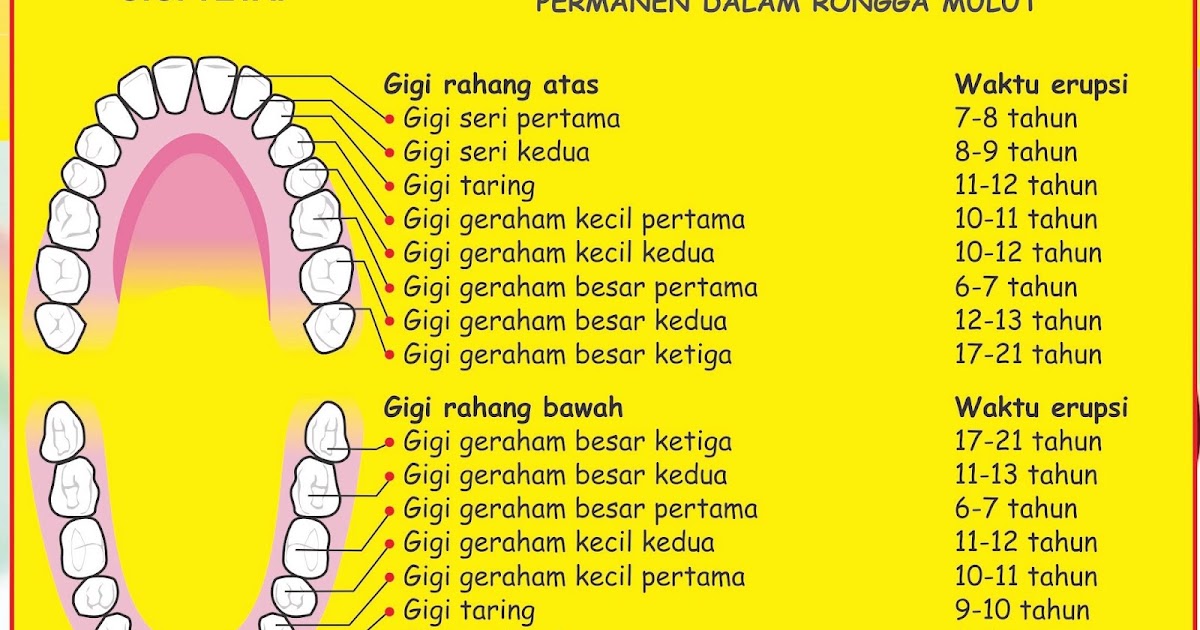 Mengenal Gigi-geligi pada Manusia | Important thing