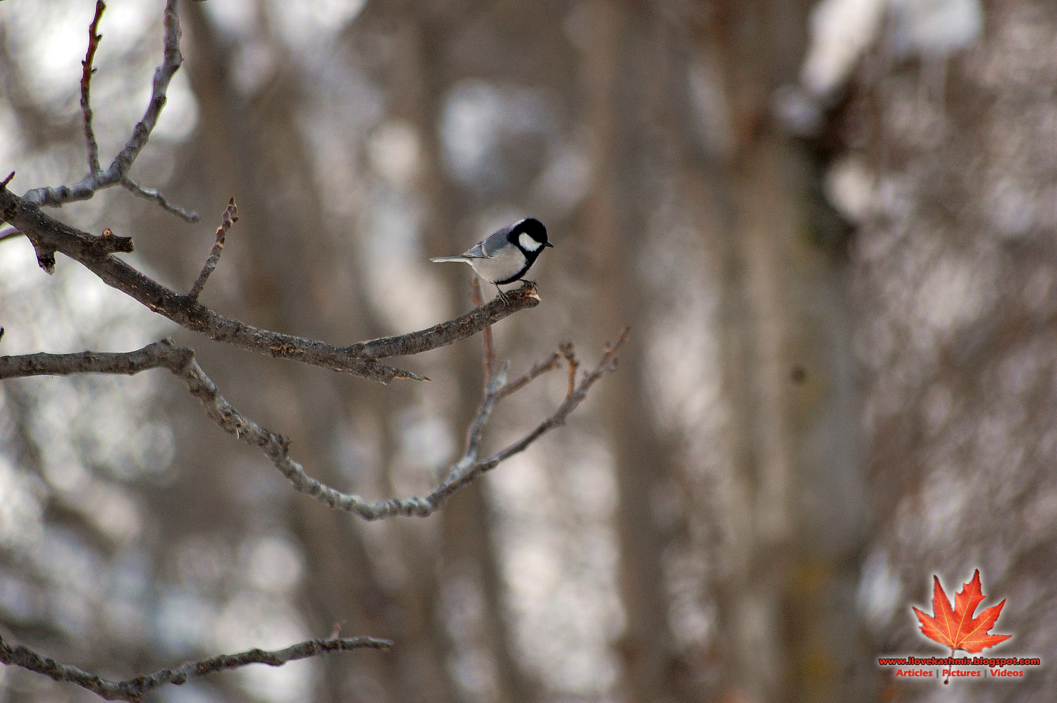 I Love Kashmir - ILK - Kashmir travelogues | Kashmir photos pictures ...