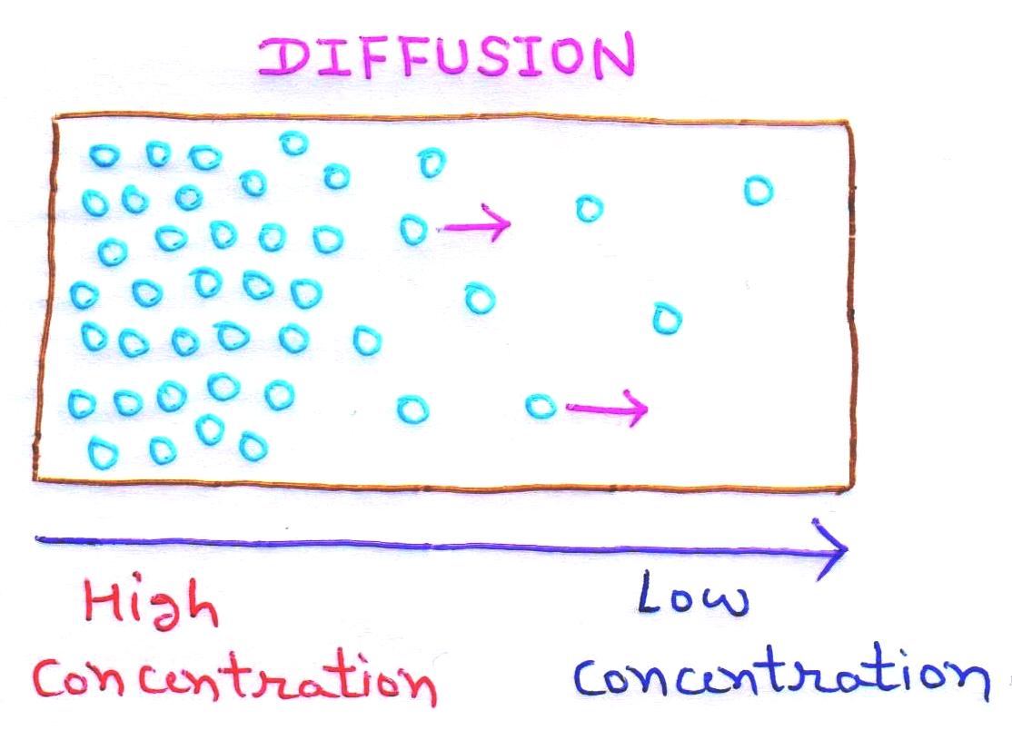 Diffusion and Osmosis:- Definition, Differences and its Importance in ...