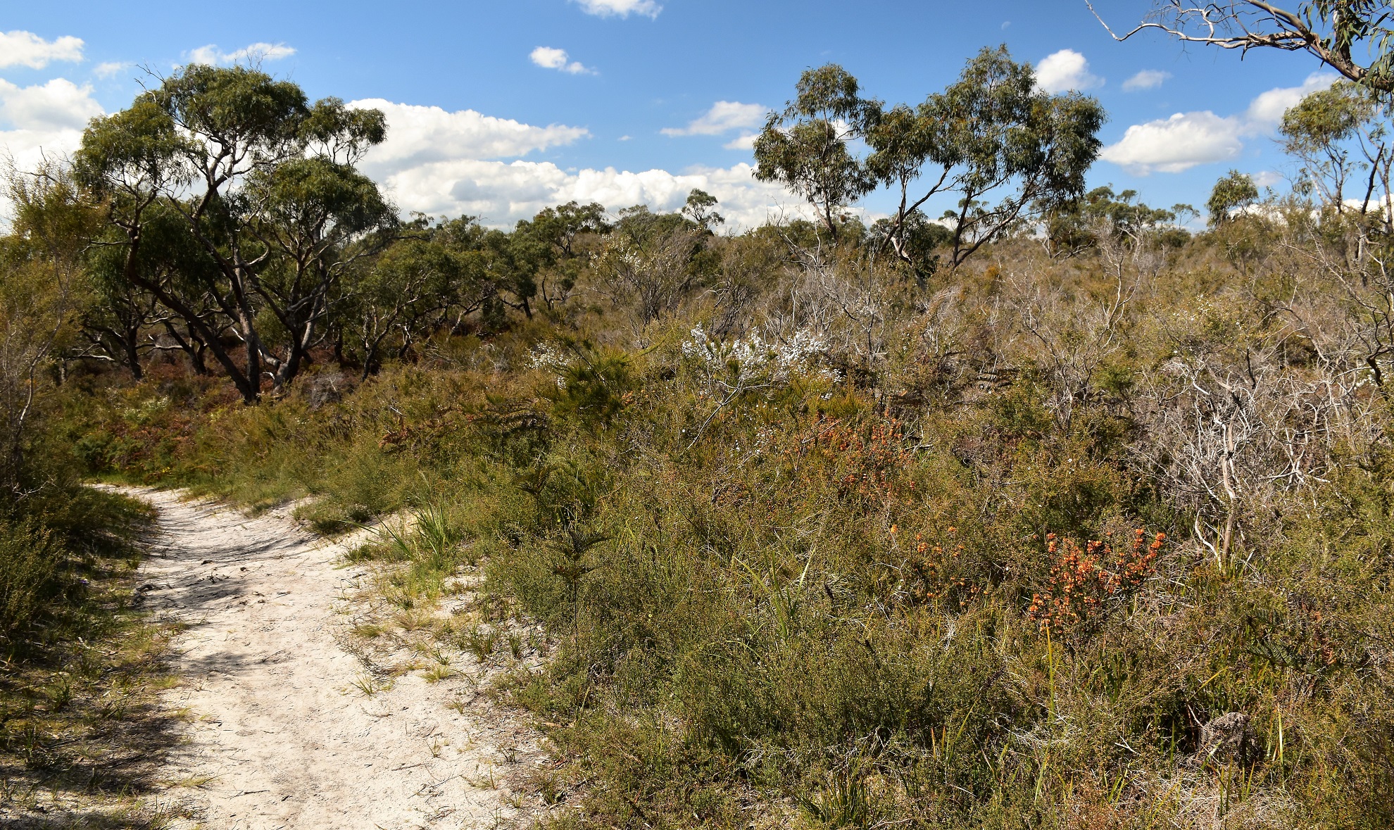 Goin' Feral One Day At A Time: Langwarrin Flora & Fauna Reserve ...
