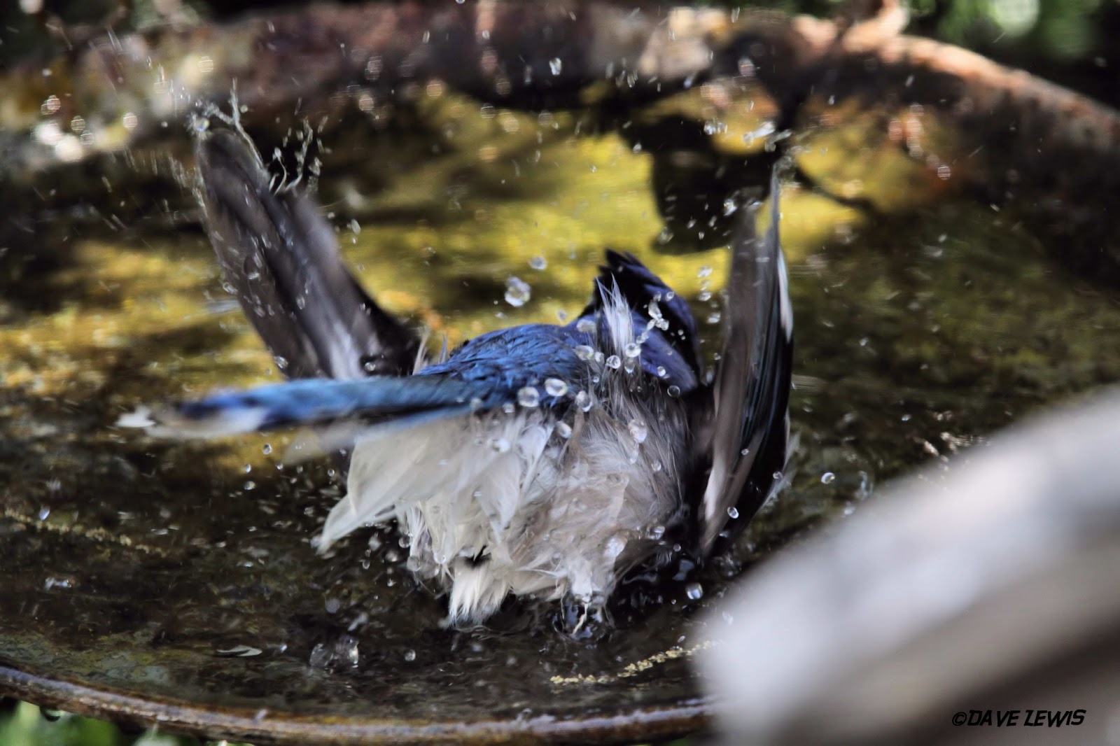 Birds from Behind : 26 May 2013
