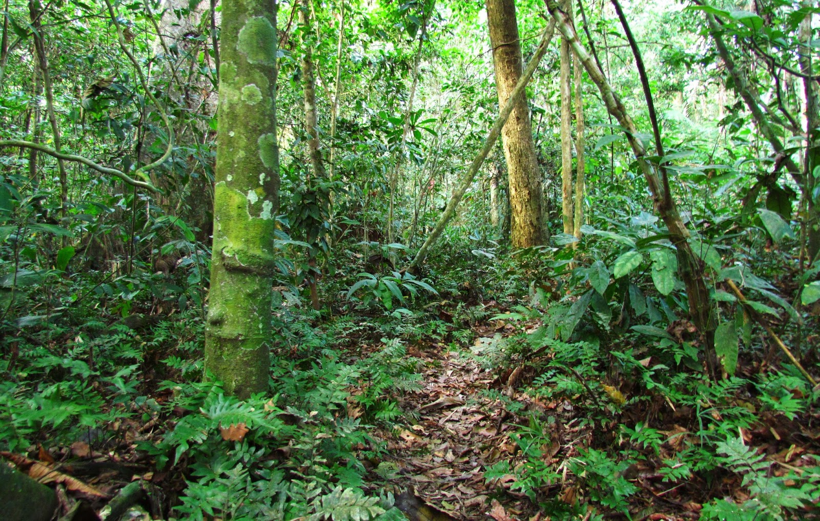 La selva - Imagui