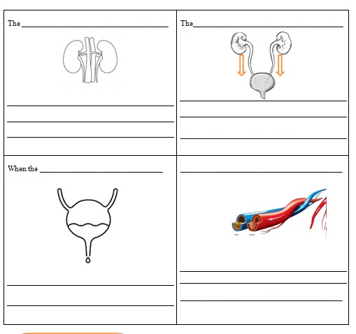 Bilingual Year 6: How does the Excretory System work?