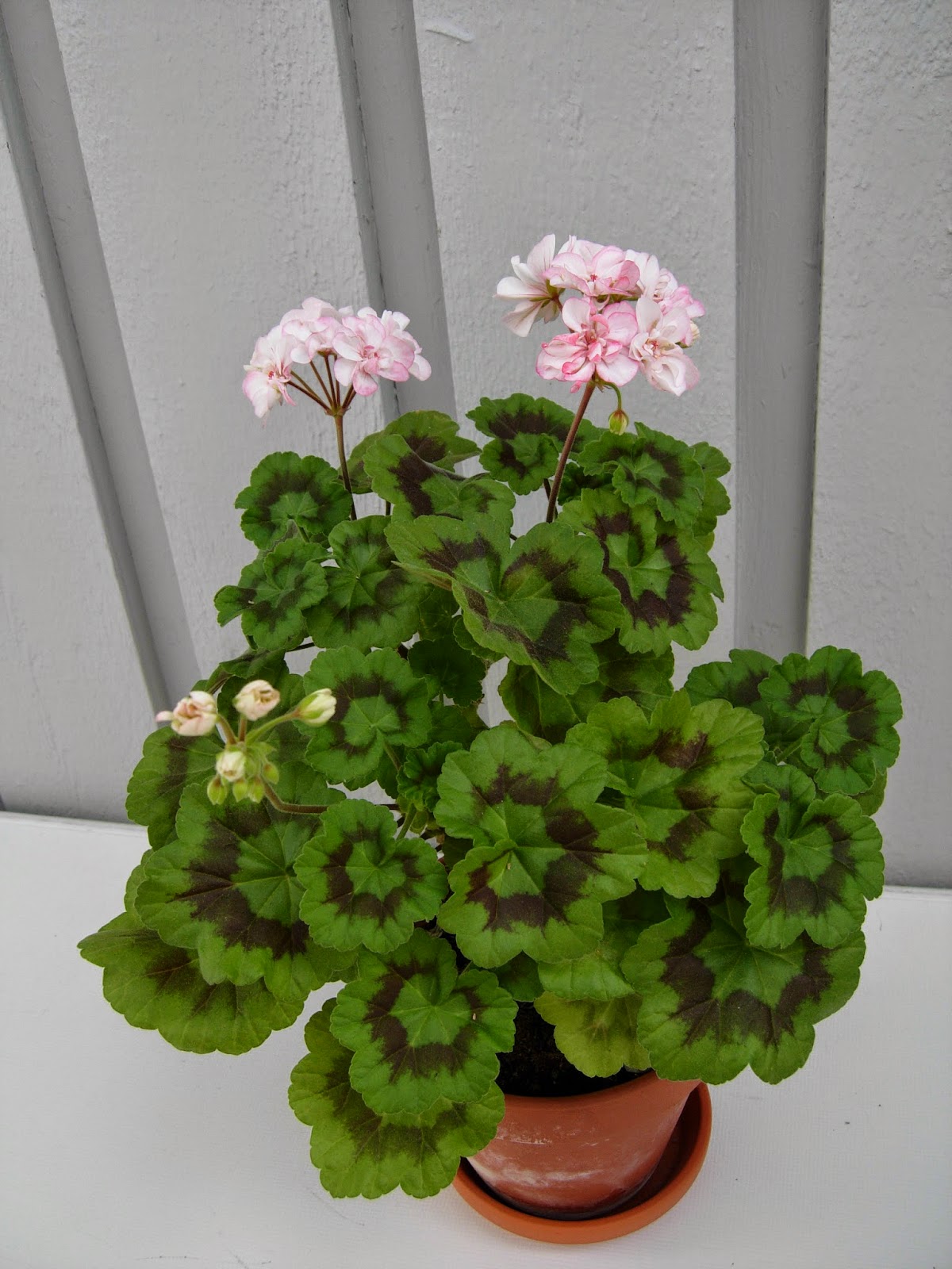 Pelargonernas Rike: Pelargon Alexis