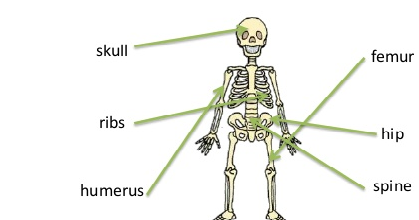 Brain Explorers: The Musculoskeletal (or Locomotor) System