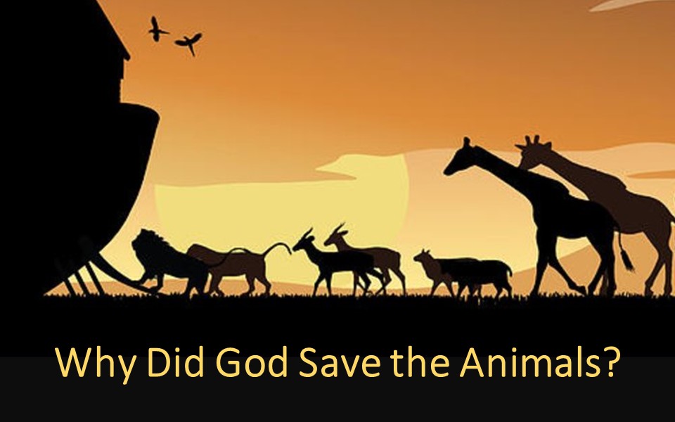 Pastor Chris' Blog: He Saves the Animals Too - God's Green Earth, part 2