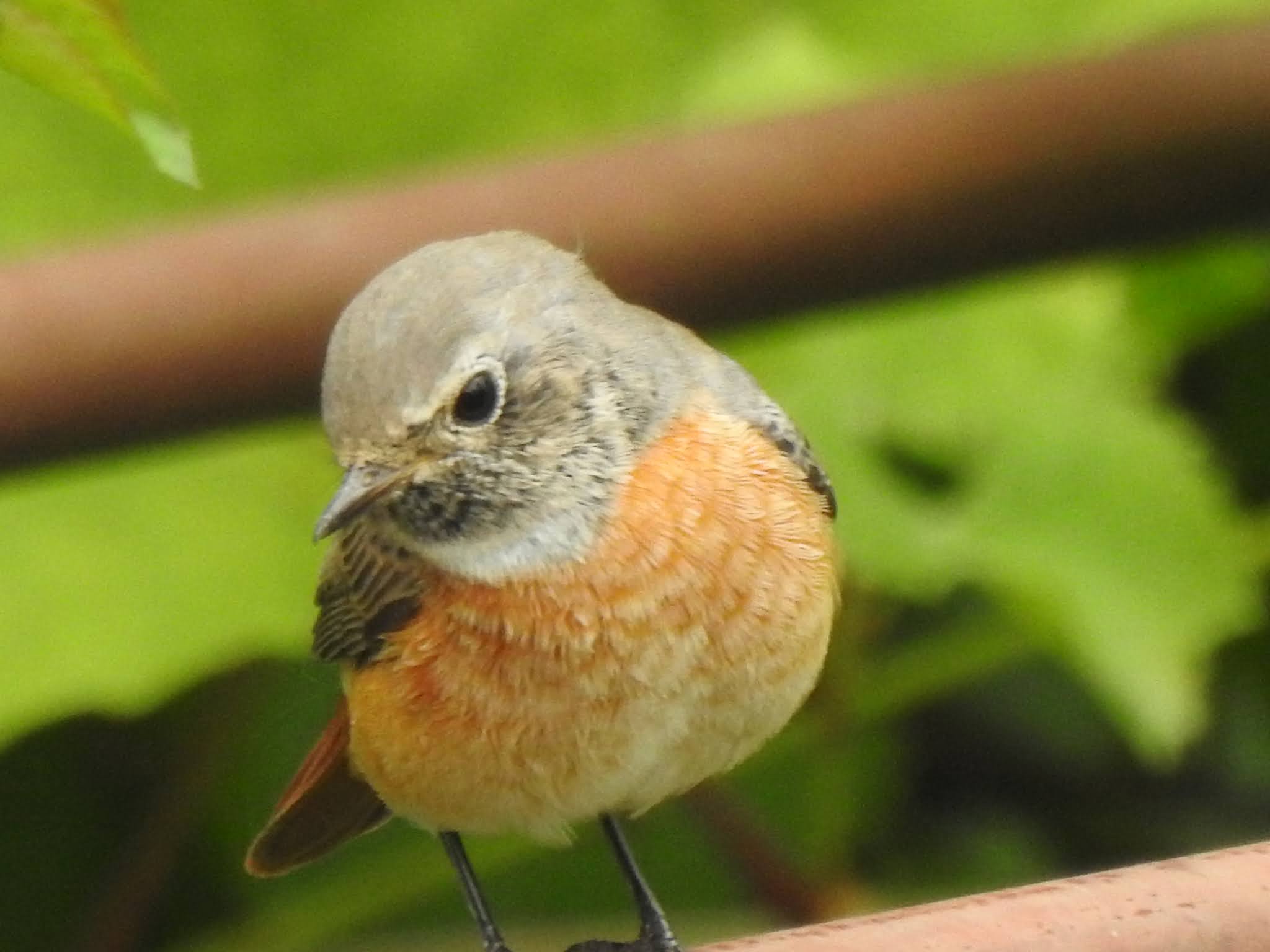 PASARI DIN ROMANIA: CODROSUL DE PADURE (1), Phoenicurus phoenicurus