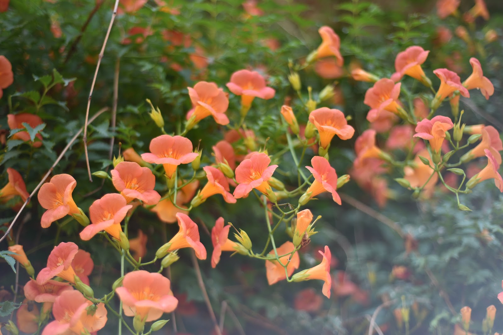 Chinese trumpet vine_Seongsu