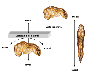 ONTOGÉNESIS DEL SISTEMA NERVIOSO: FORMACIÓN, DESARROLLO Y ALTERACIONES