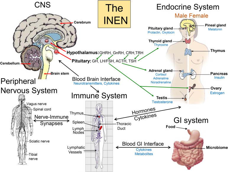 9th Graders Biologists : Endocrine system vs Immune system