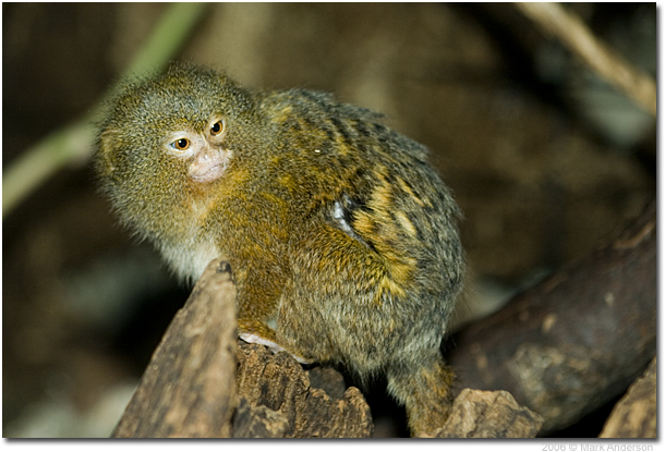Pygmy Marmoset-Dwarf Monkey