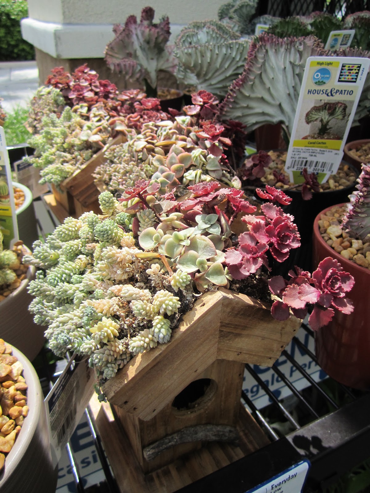 Weekend Garden Goodies