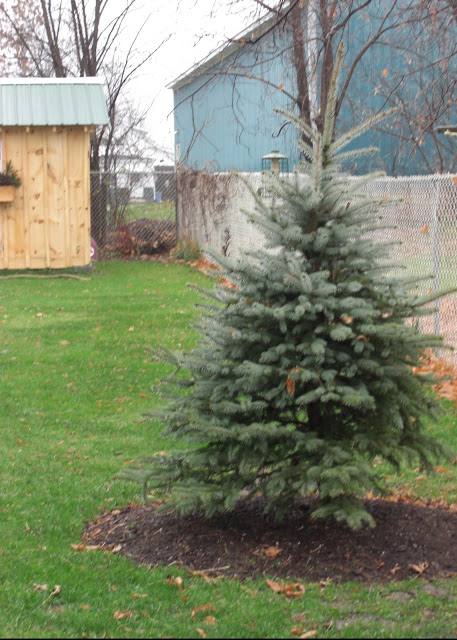 The Violet Fern: Woodland Edge