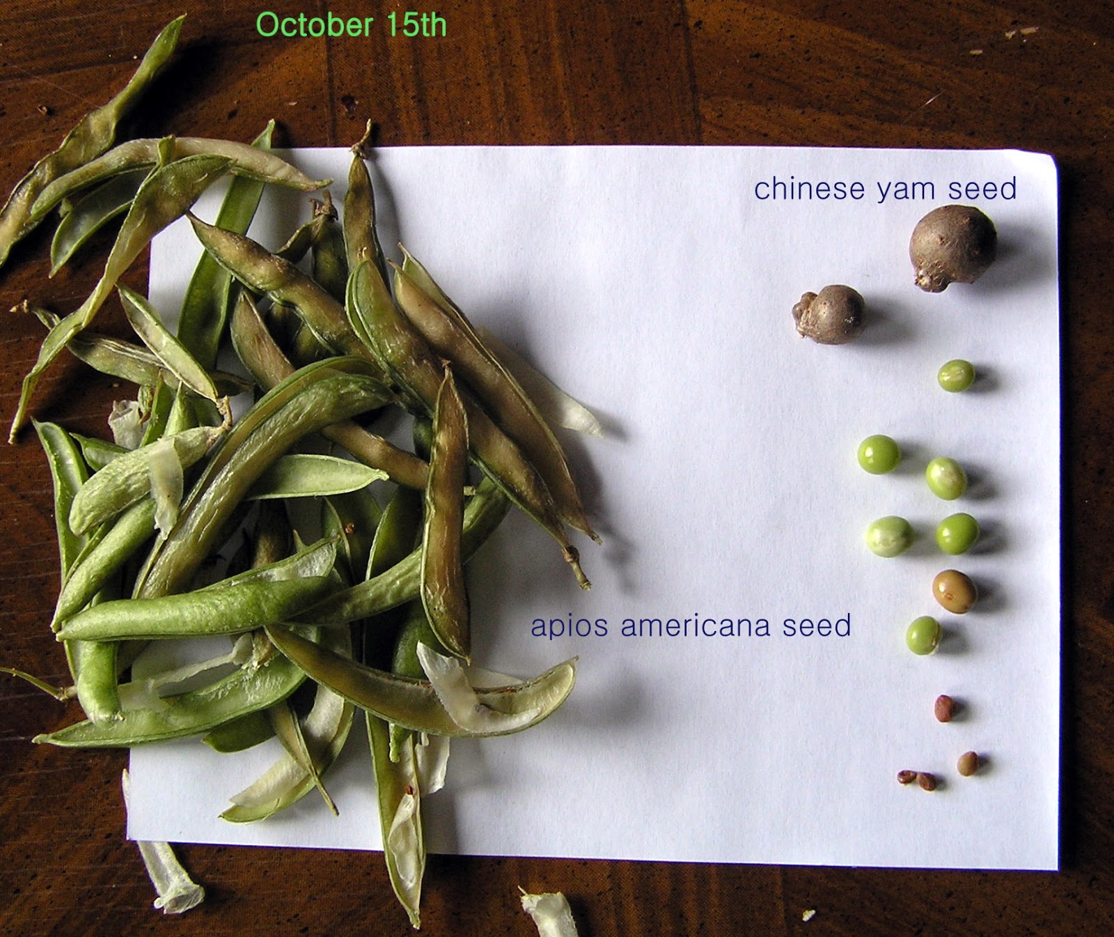 Rare Edible Root Crops: My apios