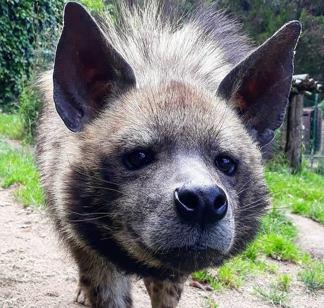 Descubriendo CORAX FAUNA , cuidado... amor... respeto animal.