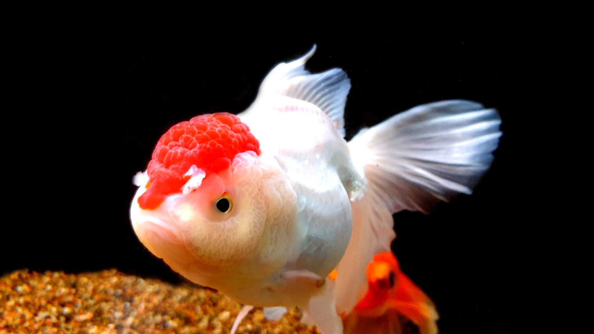Goldfish 4K HD Wallpapers / Backgrounds