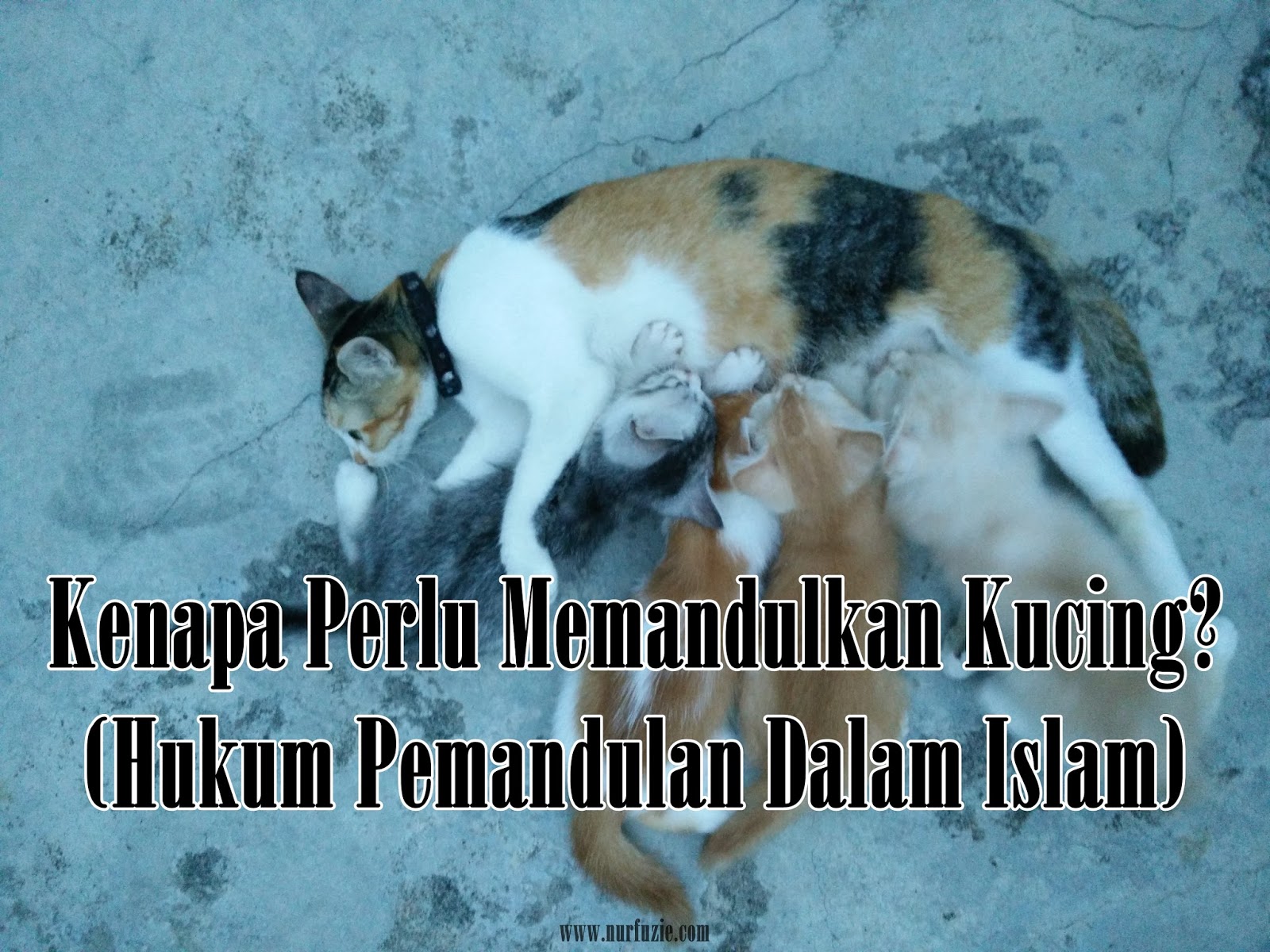 Kenapa Perlu Memandulkan Kucing?