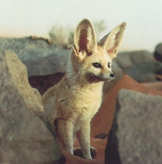 Signorina Silvietta house: Fennec un animale "tuttorecchie..."