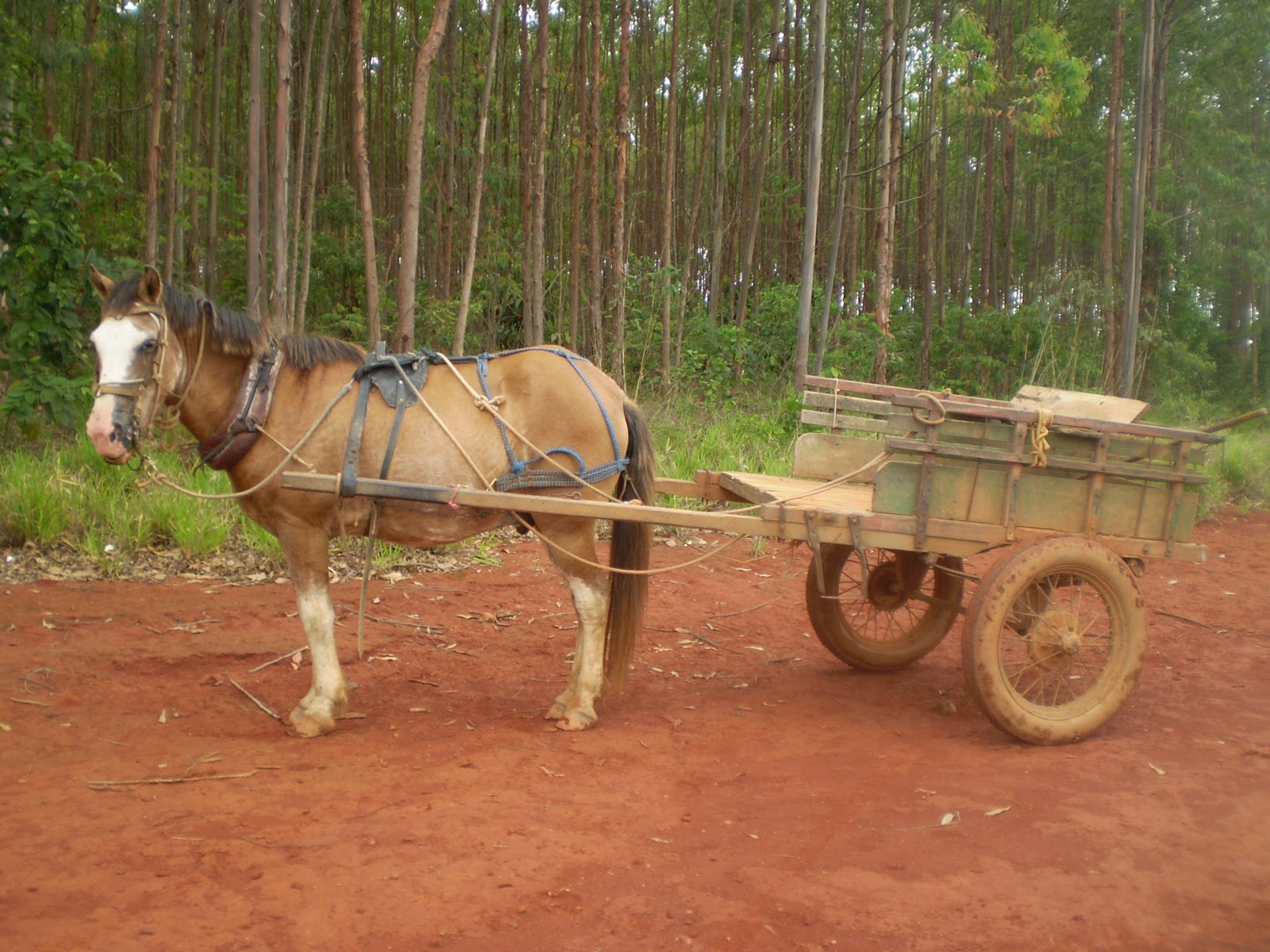 abadiaemfoco: A Charrete