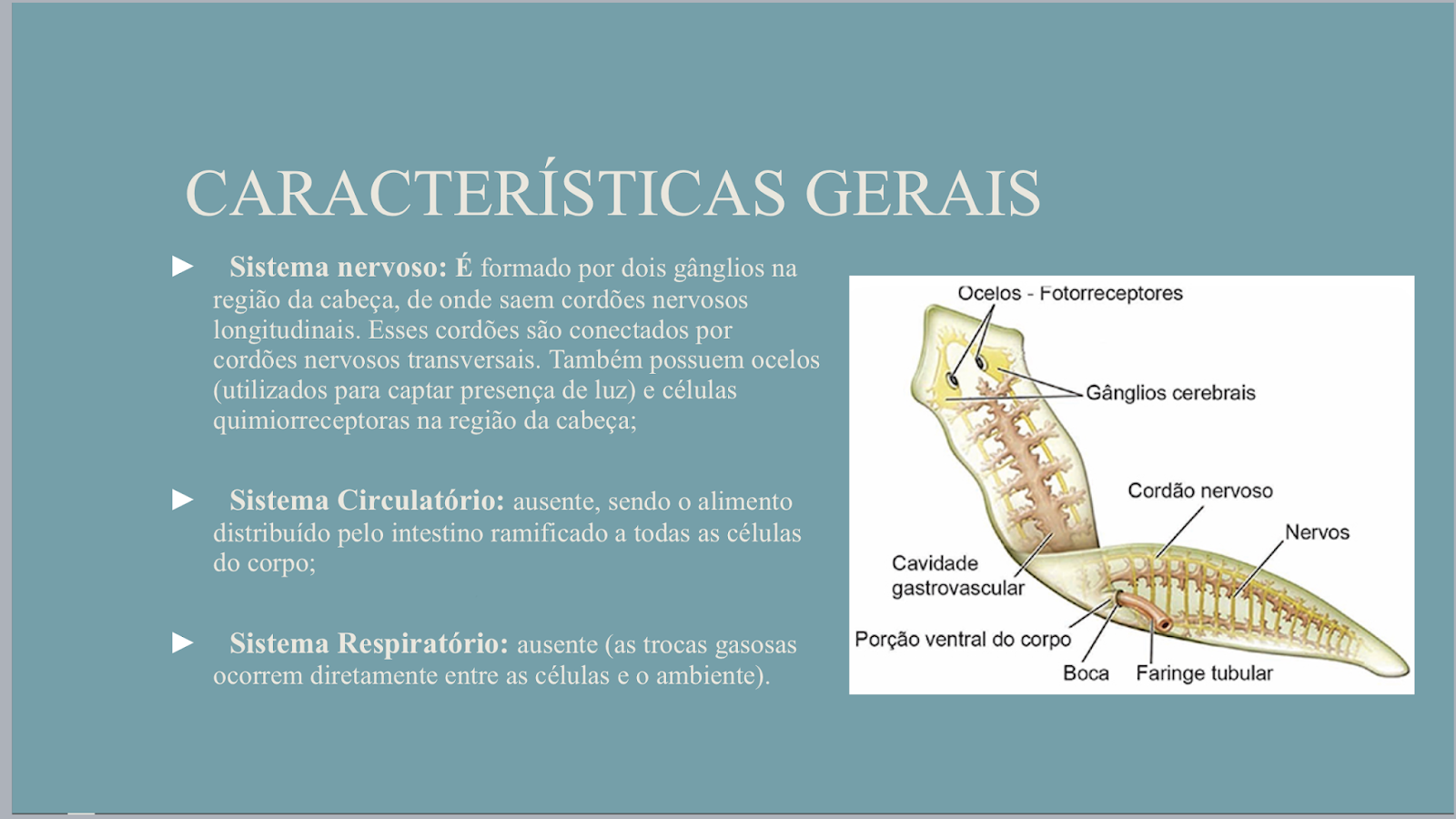 Biologia: Platelmintos (filo Platyhelminthes)